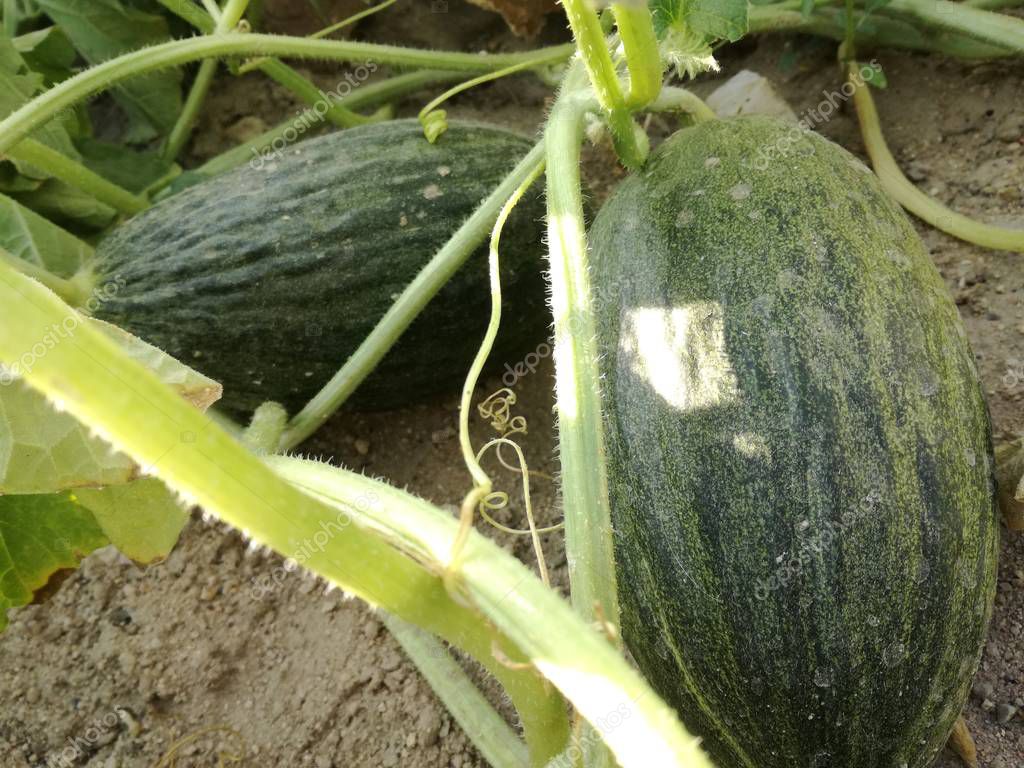 El Aliment está creciendo en el huerto. Refrescante fruta comestible y ...