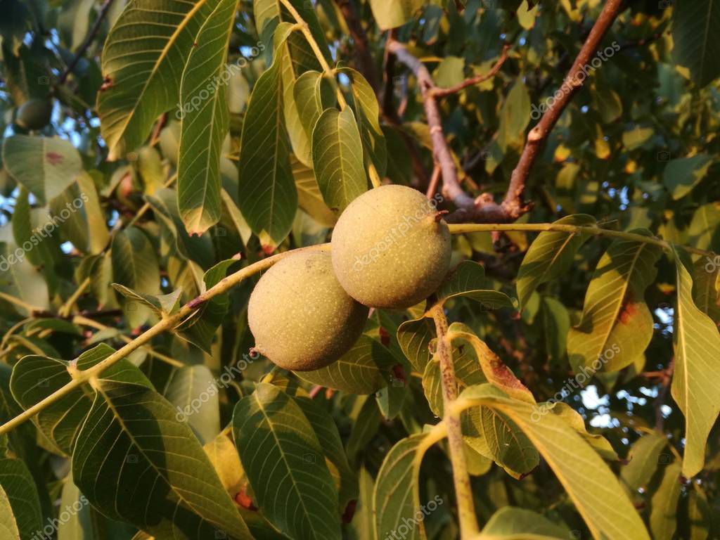 Contraste de colores verdes naturales. Nueces madurando en nogal ...