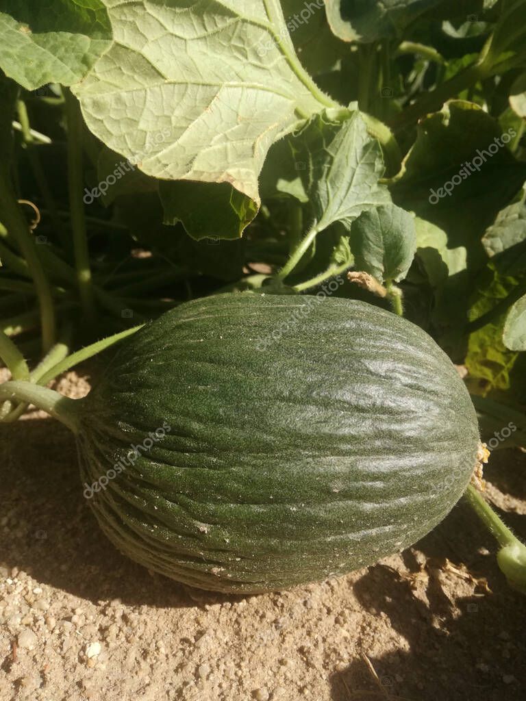 Melón verde español con piel áspera. La variedad se origina en España ...