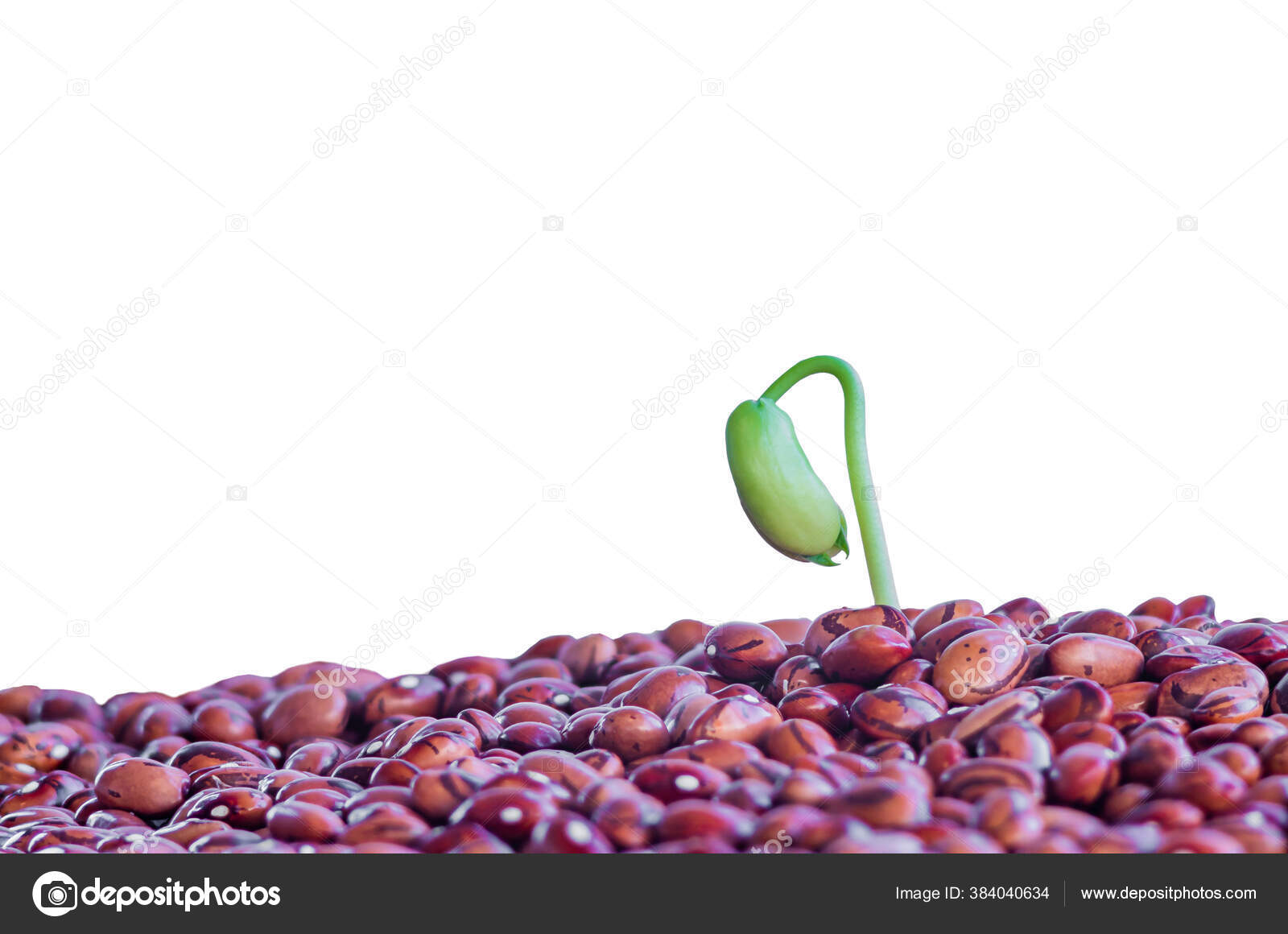 One Bean Seed