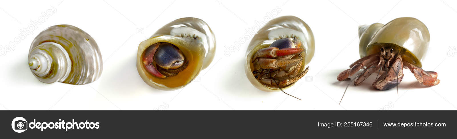 Hermit Crab Sequence Out Shell Stages — Stock Photo © Mirrorimages ...