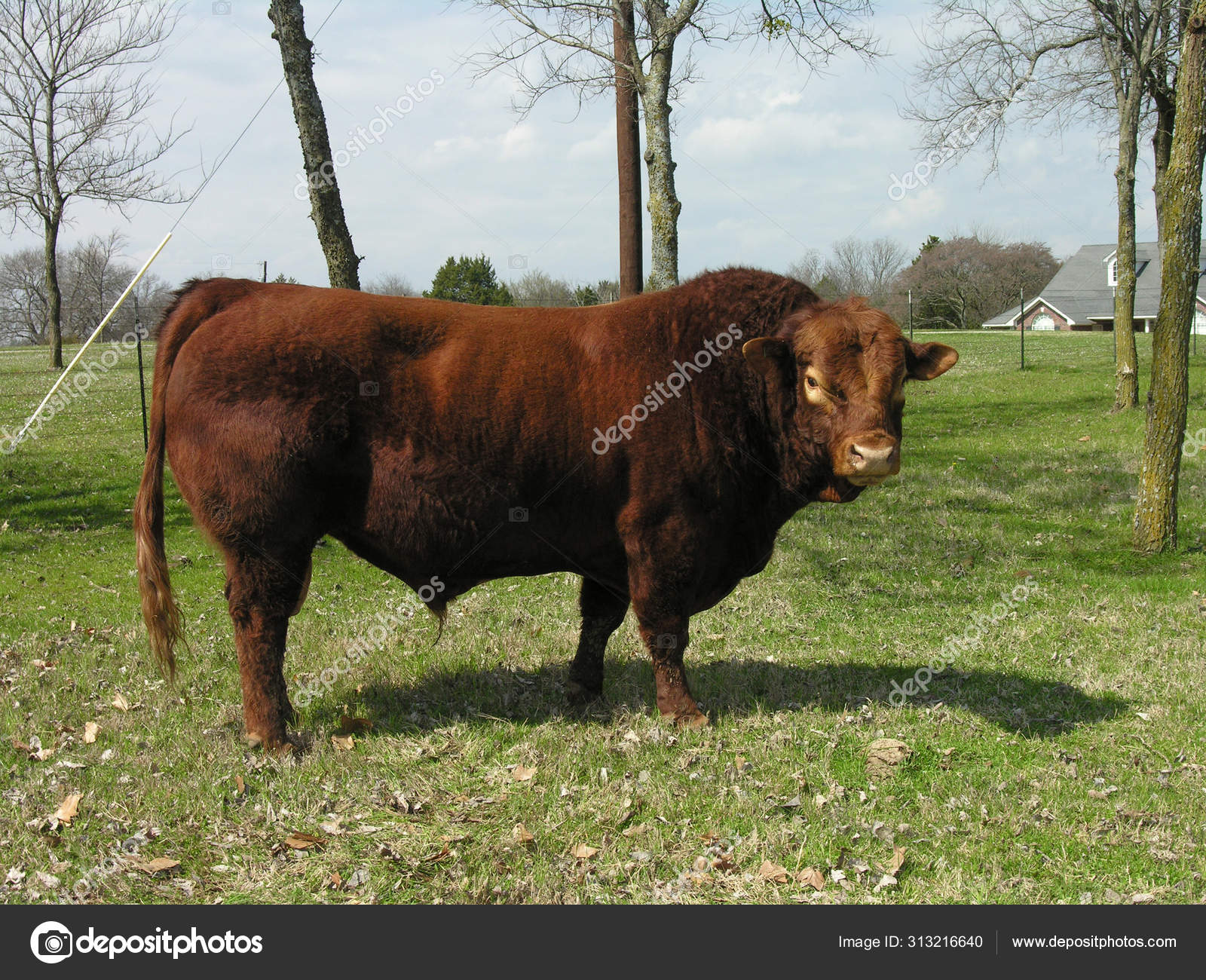 Texas longhorn cattle on a grassy green farmland with trees and — Stock ...