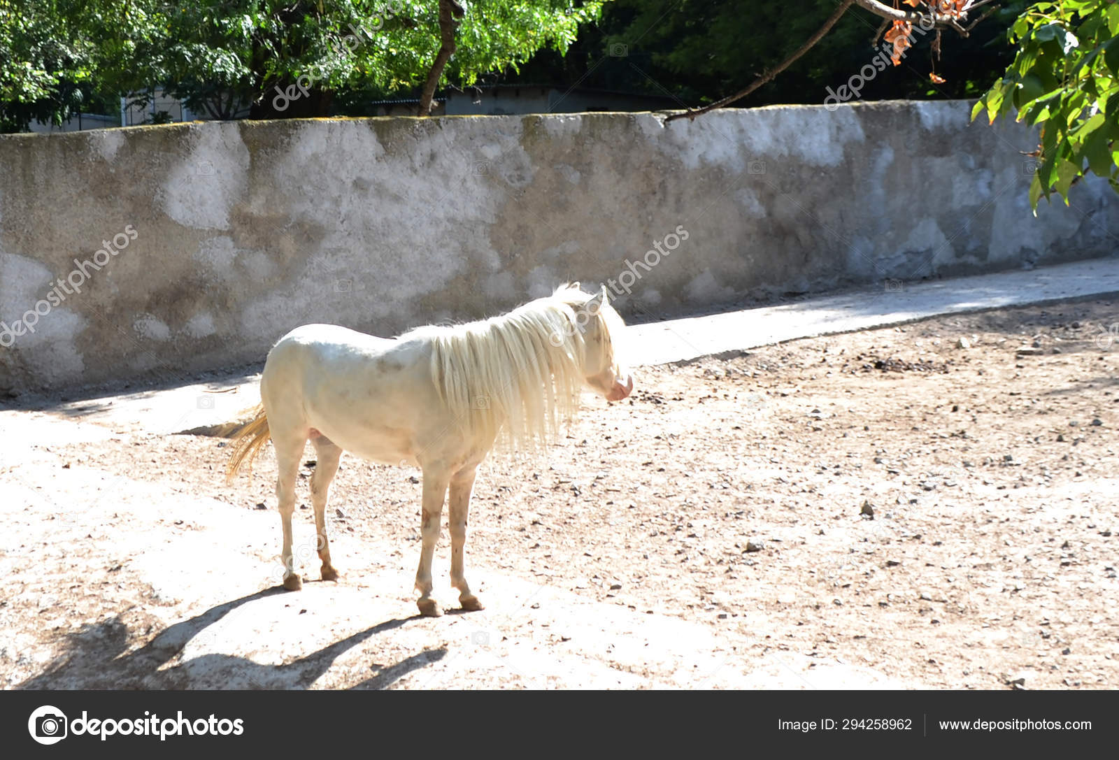 Little White Pony Zoo Aviary Bright Sunny Day — Stock Photo ...