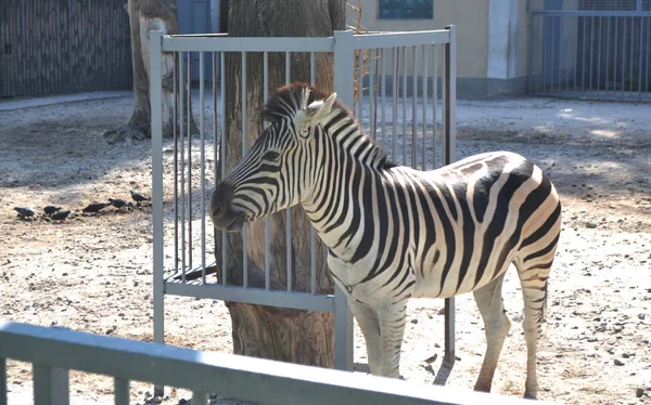 Prisioneiro ou zoo Stock Photos, Royalty Free Prisioneiro ou zoo Images ...