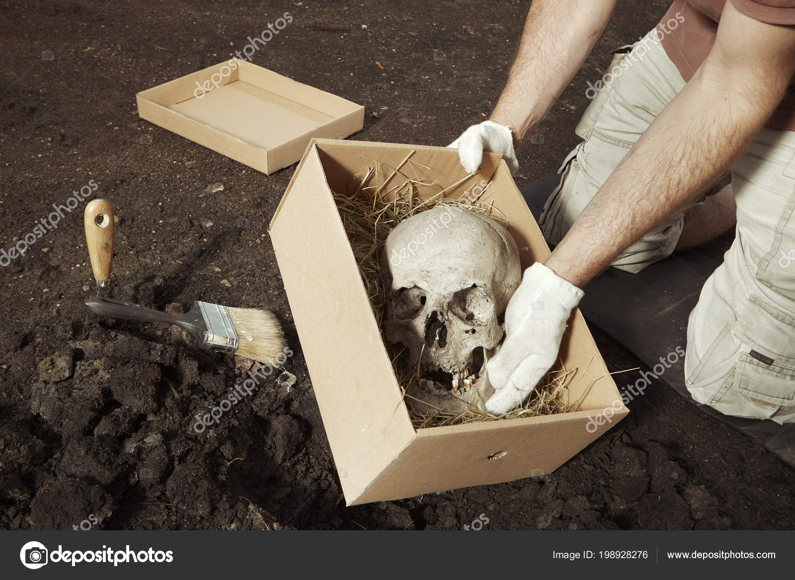 Skull Human Skeleton Packed Box Transportration Summer Terrain ...
