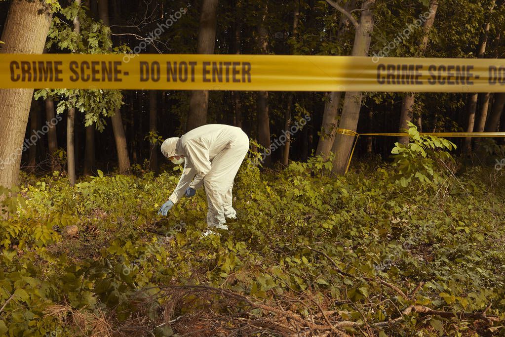 Restos humanos más antiguos encontrados en el bosque: recolección de ...