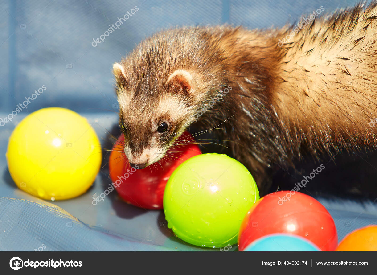 Ferrets Swimming