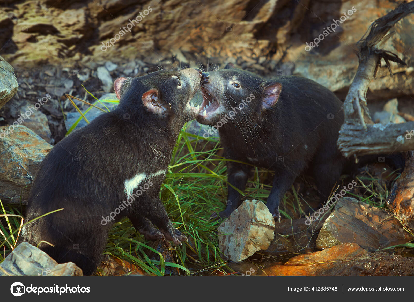 Tasmanian Devil Fighting