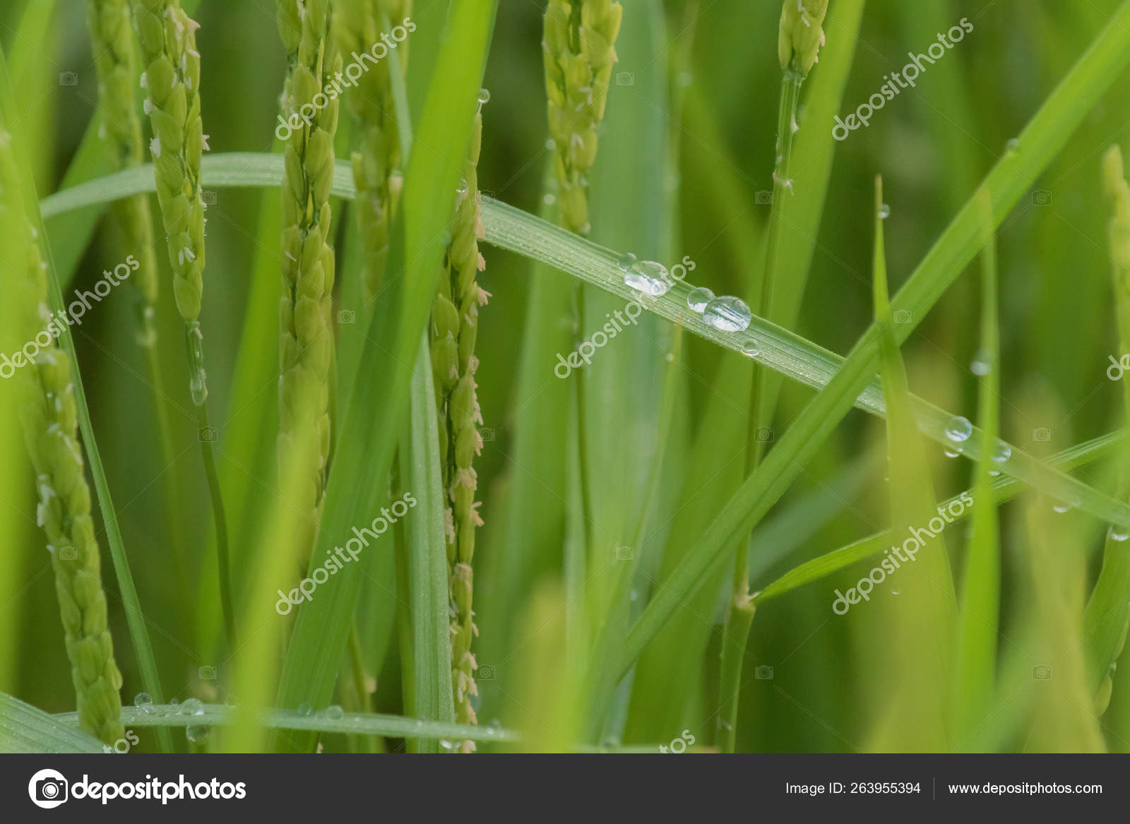 Rice grass and drops of morning dew in a rice paddy field — Stock Photo ...