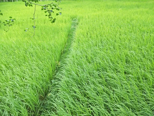 Khet Stock Photos, Royalty Free Khet Images | Depositphotos