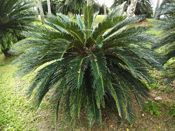 Areca tree Stock Photos, Royalty Free Areca tree Images | Depositphotos