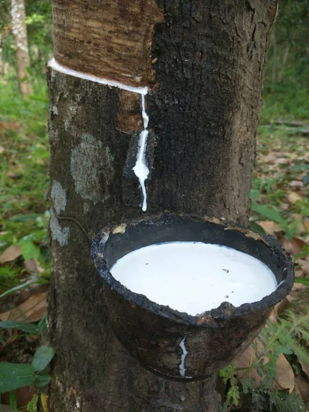 Rubber tree plantation in Thailand — Stock Photo © Hackman #5619994