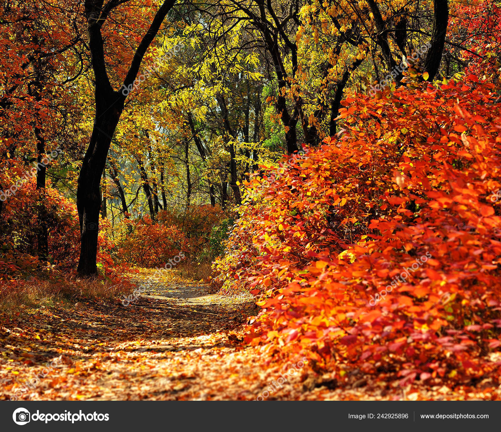 Trail Covered Fallen Autumn Leaves Park Sunny Day Stock Photo by ...
