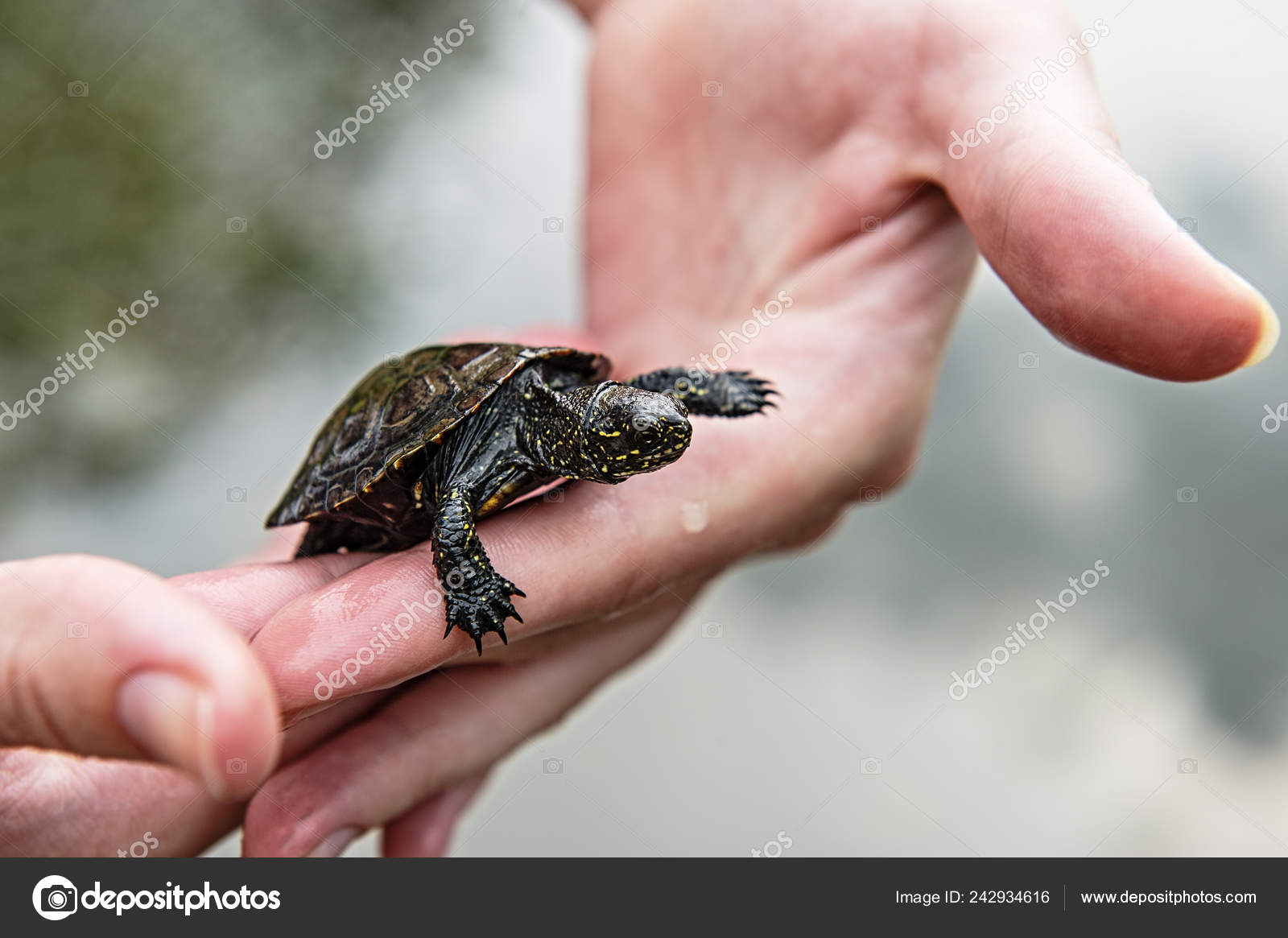 Small River Turtle Female Hands Stock Photo by ©Asollo 242934616