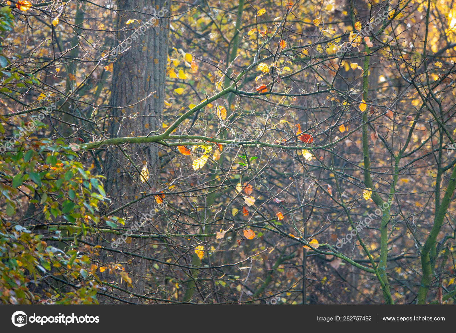 Tree branches with fall foliage in the deciduous forest. — Stock Photo ...