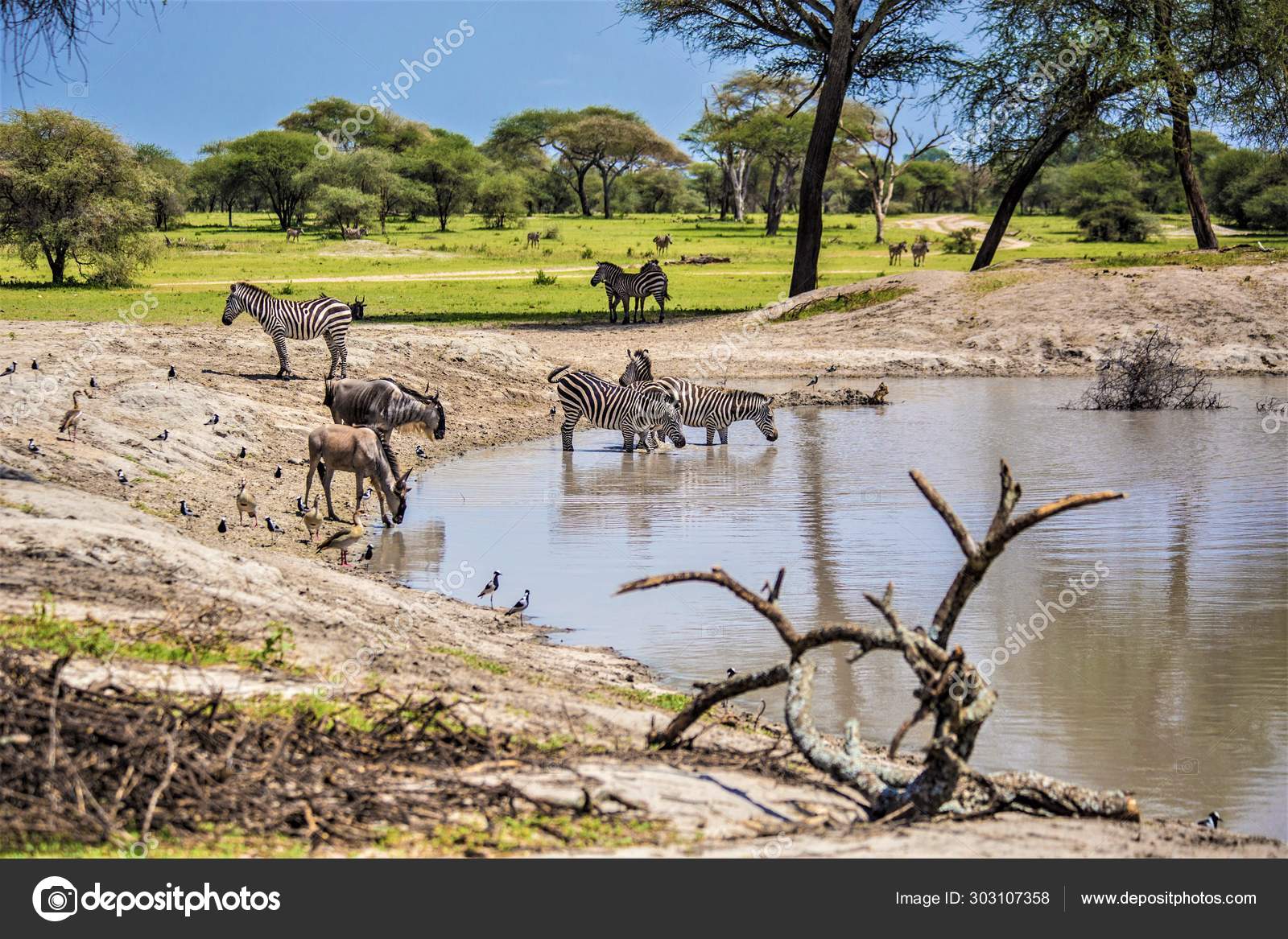 Wild Animals African Savannah African Safari African Zebras Antelopes ...