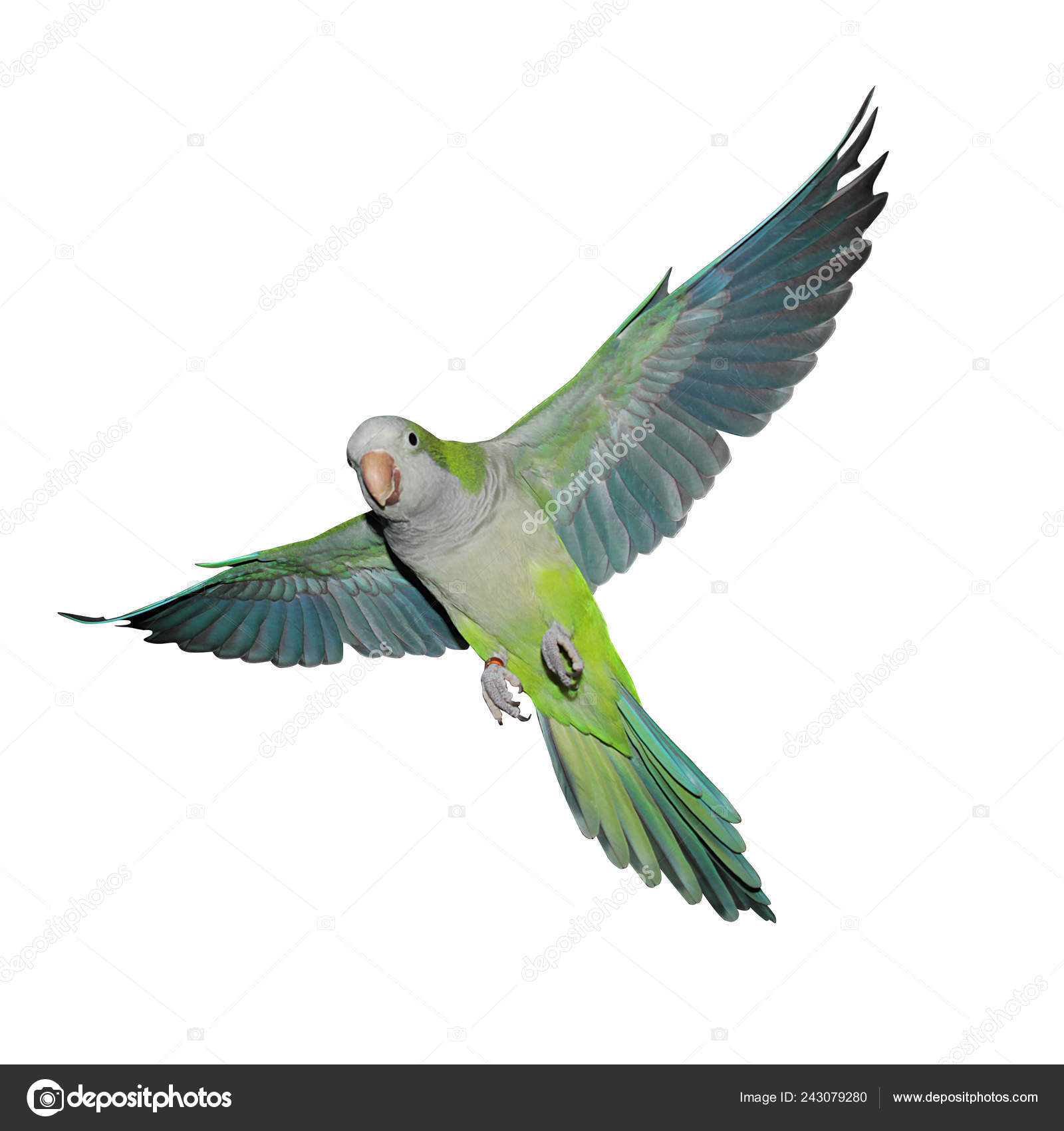 White Quaker Parrot