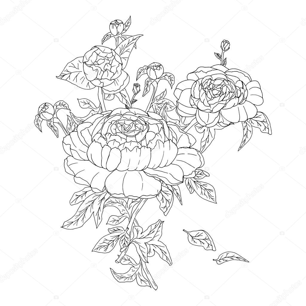 peonías dibujadas a mano con botones de hojas para colorear ilustración ...