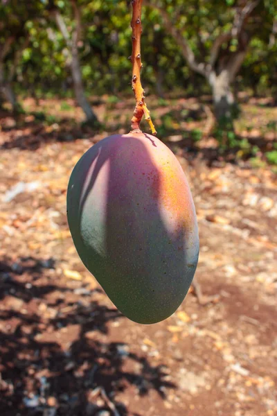 Maracas mexico Stock Photos, Royalty Free Maracas mexico Images ...