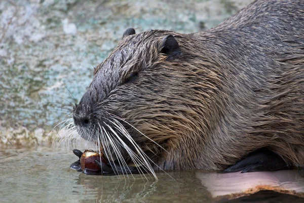 Castor comiendo Stock Photos, Royalty Free Castor comiendo Images ...