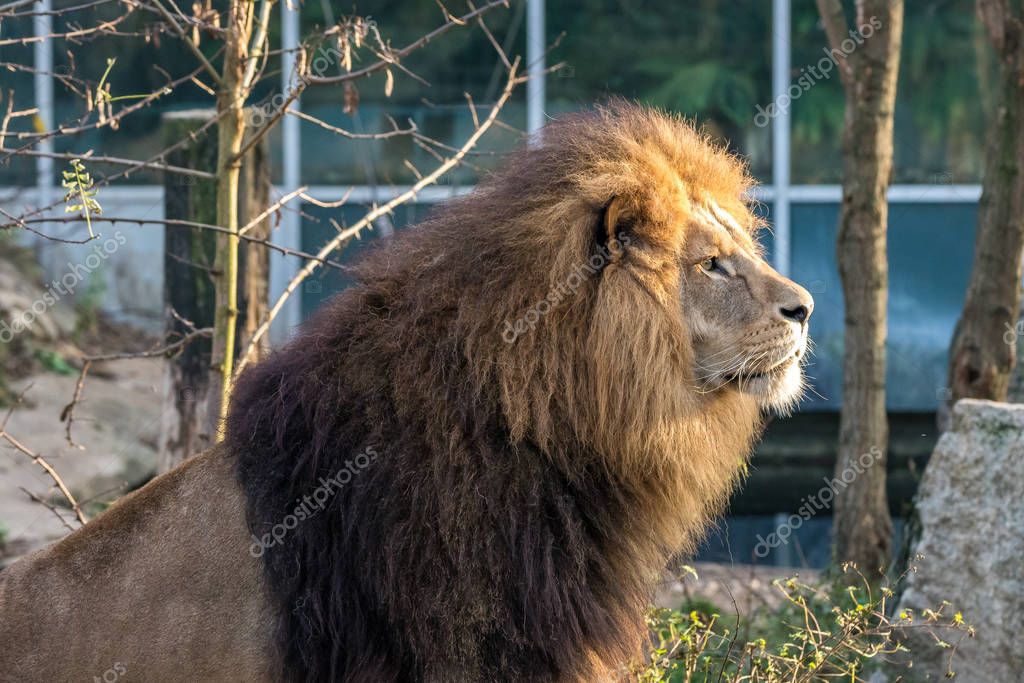 El león, Panthera leo es uno de los cuatro grandes felinos del género ...