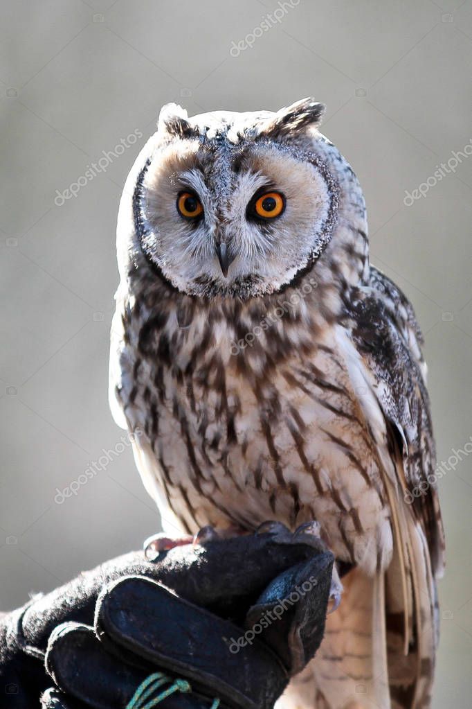 El búho de orejas largas, Asio otus en un parque natural alemán 2024