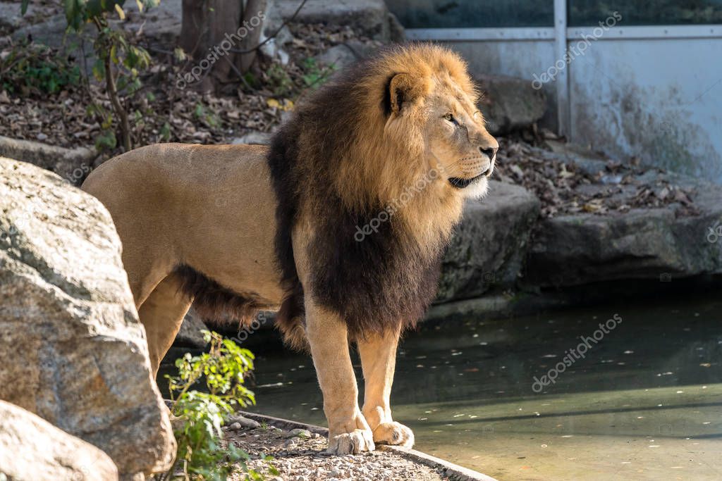El león, Panthera leo es uno de los cuatro grandes felinos del género ...