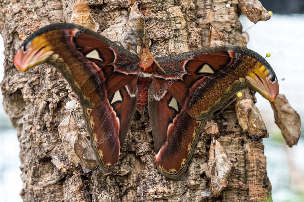 Attacus Las polillas del Atlas son uno de los lepidópteros más grandes ...