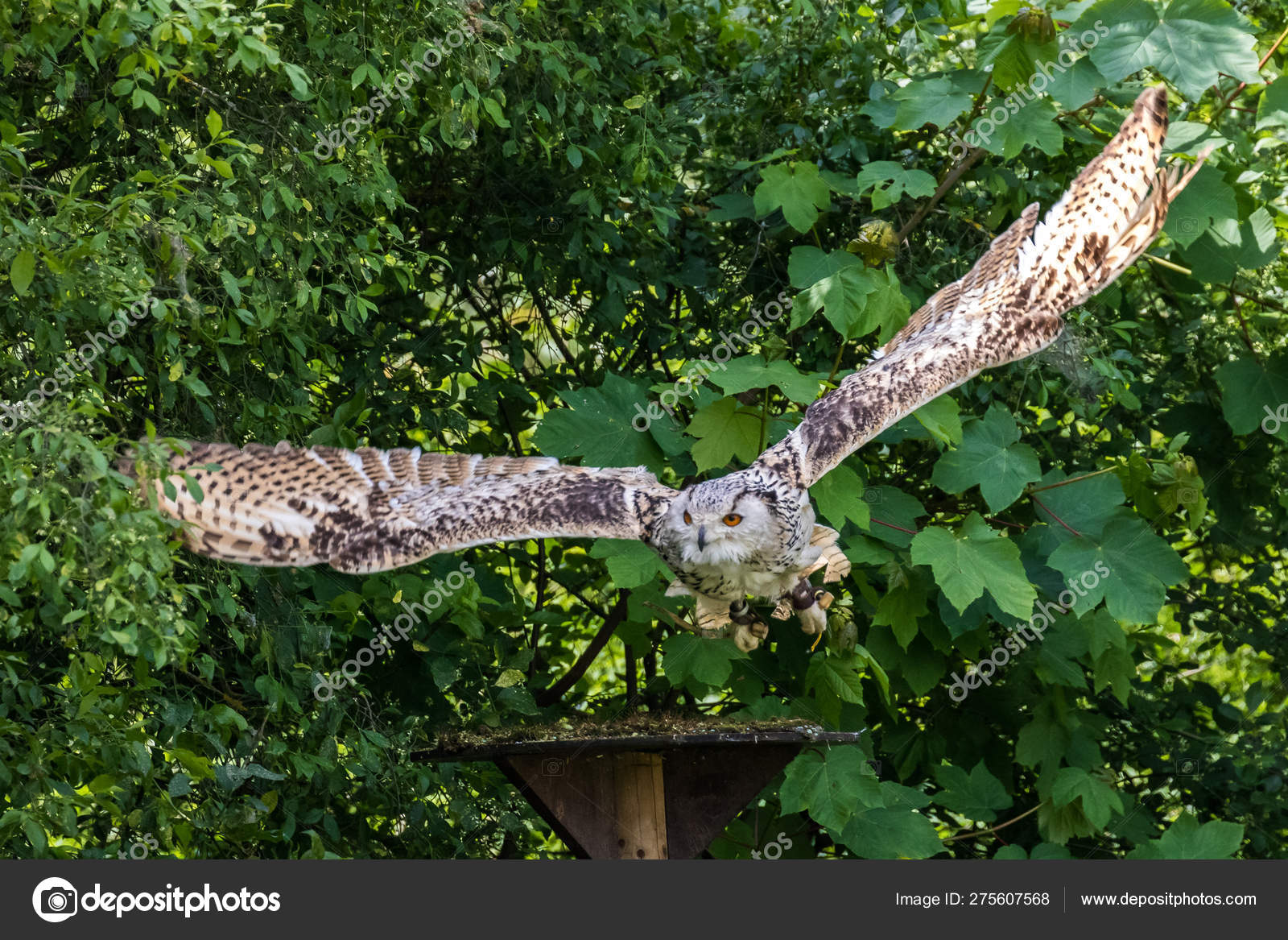 Biggest Owl In The World