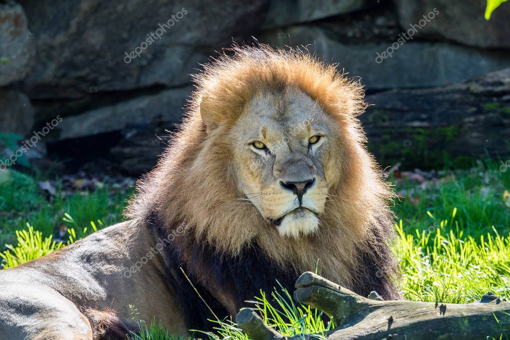 El león, Panthera leo es uno de los cuatro grandes felinos del género ...