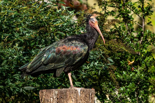 Red naped ibis Stock Photos, Royalty Free Red naped ibis Images ...