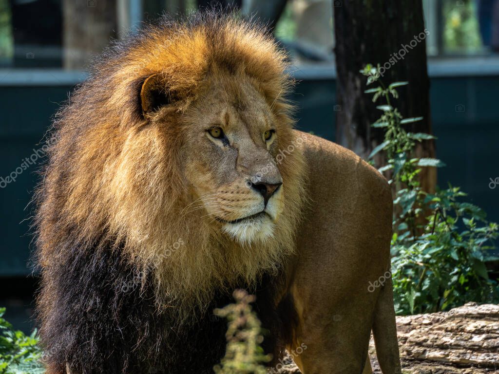 Panthera leo es uno de los cuatro grandes felinos del género Panthera y ...