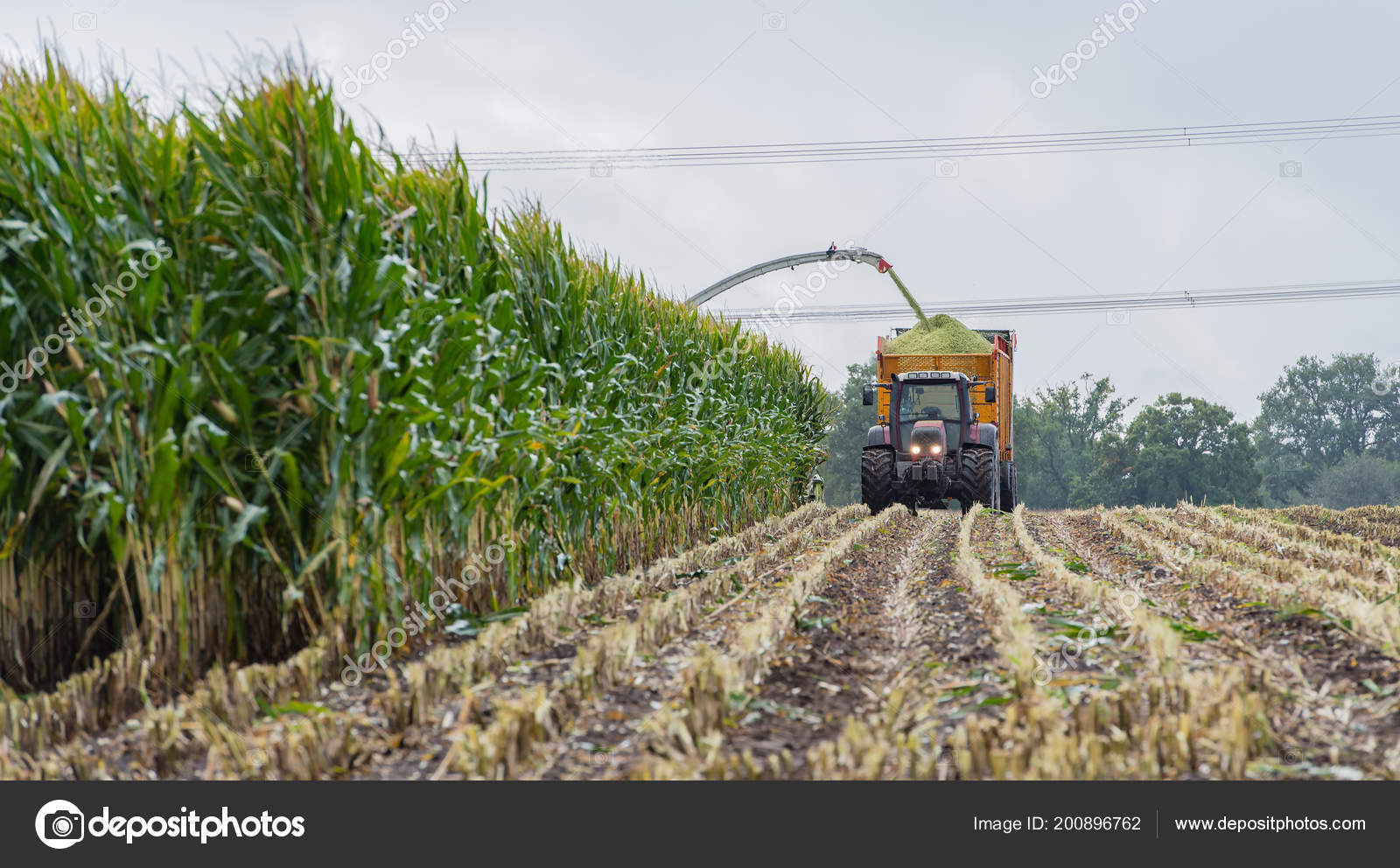 Corn Harvest Corn Forage Harvester Action Harvest Truck Tractor — Stock ...