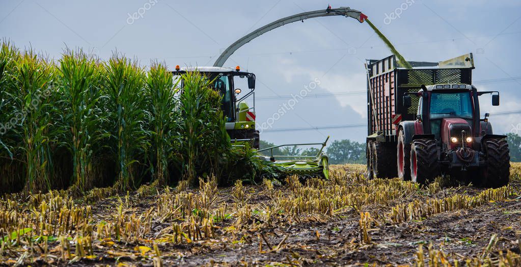 Cosechadora de maíz, cosechadora de maíz en acción, camión de cosecha ...
