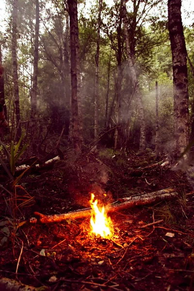 Fire in the forest. Bright flame on nature background. - Stock Image ...