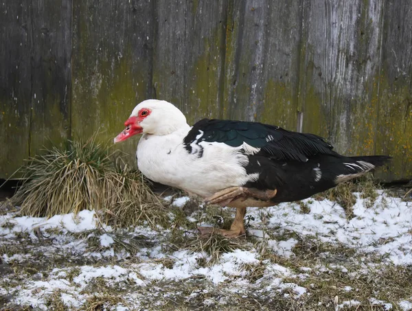 Domestic muscovy duck Stock Photos, Royalty Free Domestic muscovy duck ...