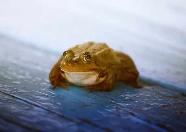 Captain frog Stock Photos, Royalty Free Captain frog Images | Depositphotos