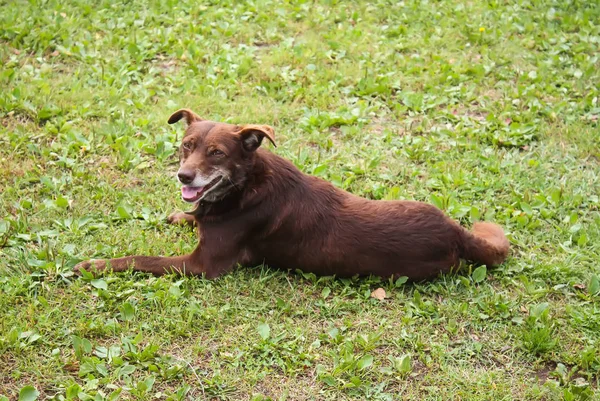 Border Collie Chocolate Lab Mix