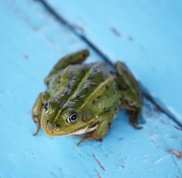 Captain frog Stock Photos, Royalty Free Captain frog Images | Depositphotos