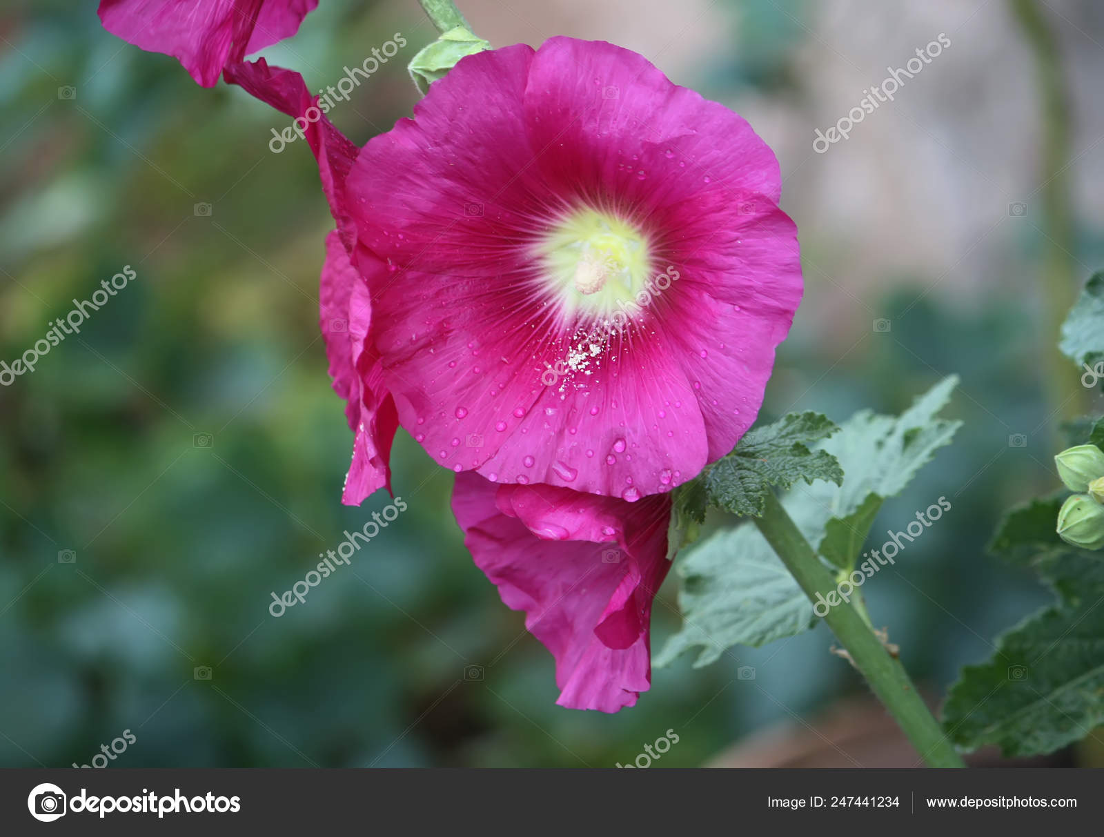 Pink mallow plants — Stock Photo © nightlyviolet #247441234