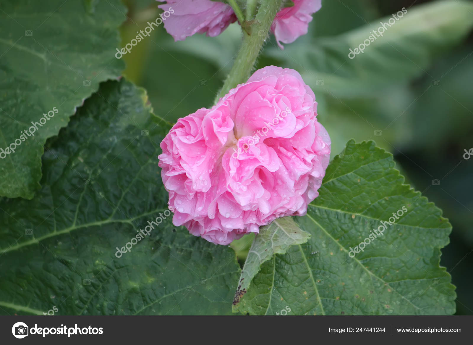 Pink mallow plants — Stock Photo © nightlyviolet #247441244