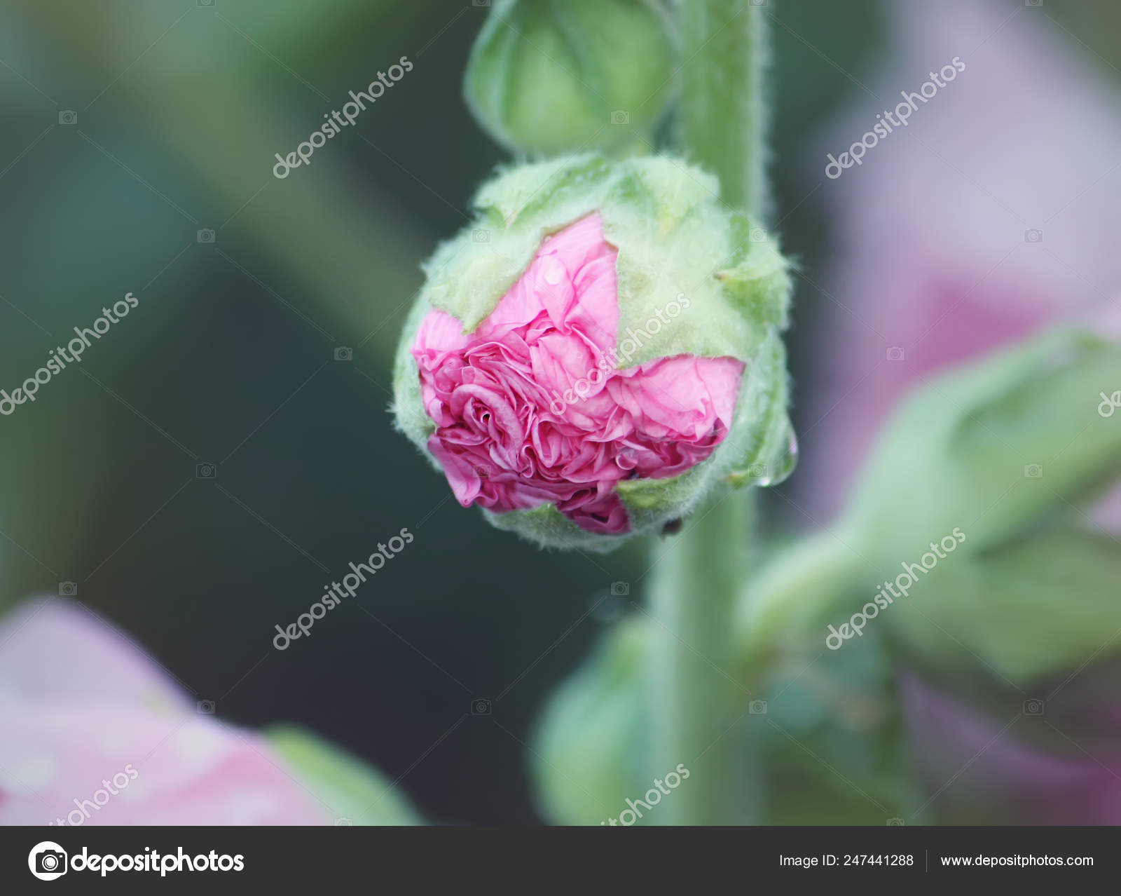 Pink mallow plants — Stock Photo © nightlyviolet #247441288