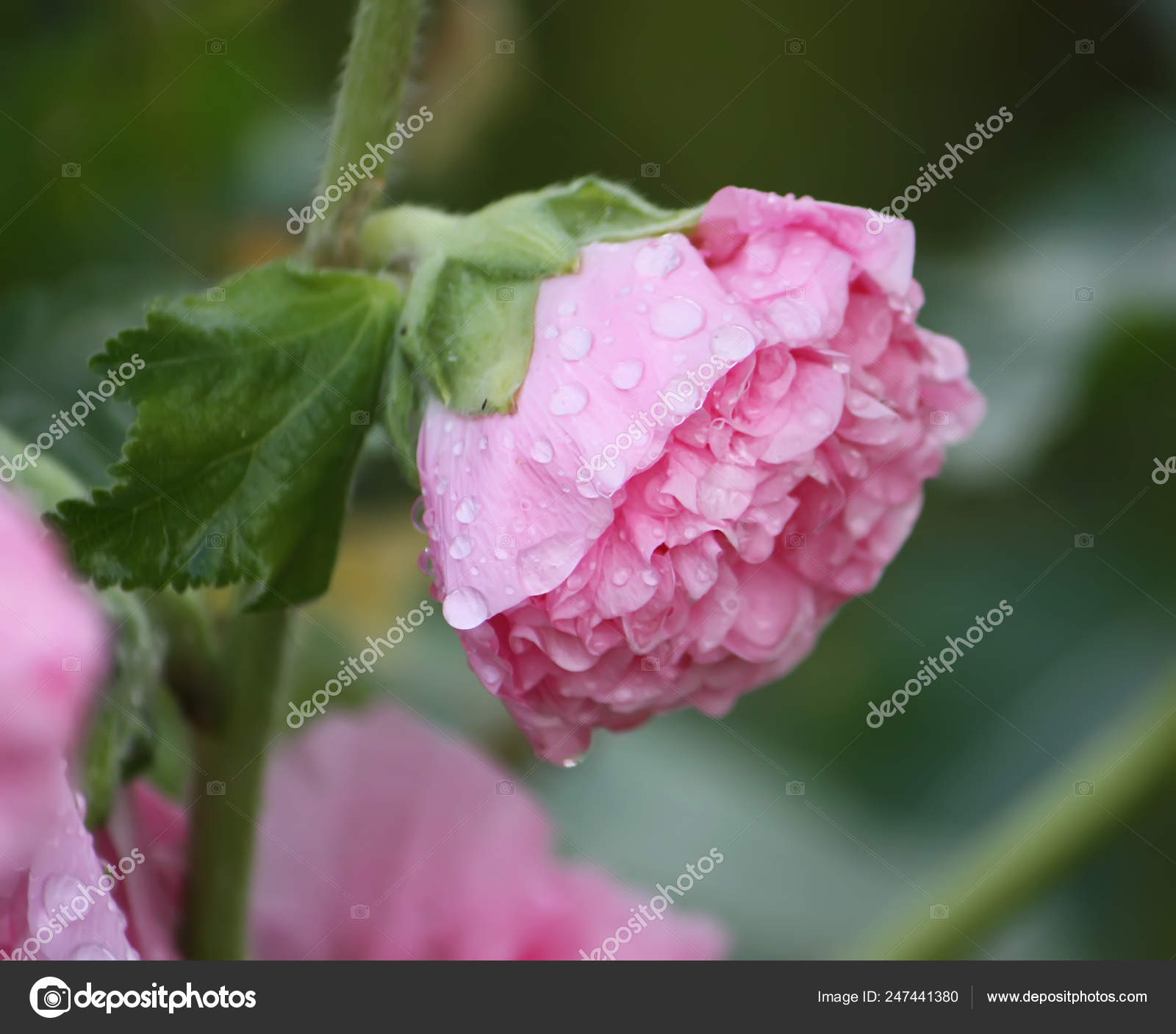 Pink mallow plants — Stock Photo © nightlyviolet #247441380