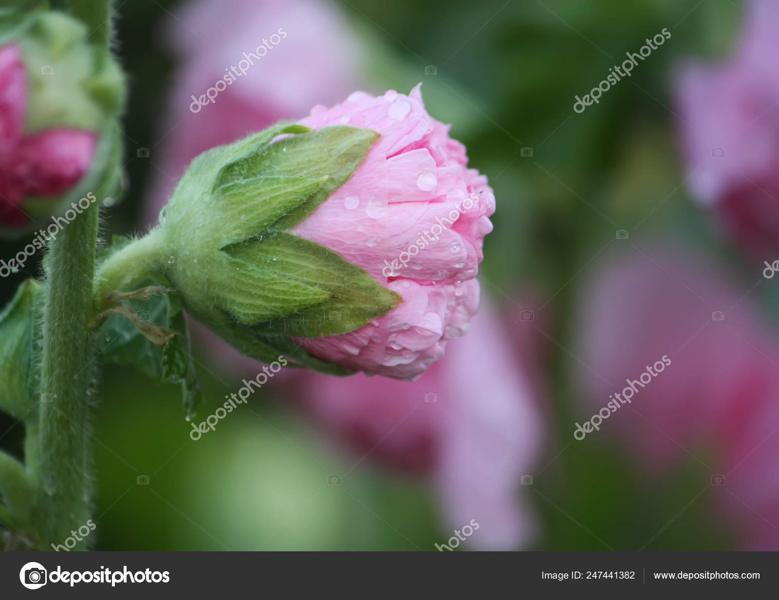 Pink mallow plants — Stock Photo © nightlyviolet #247441382