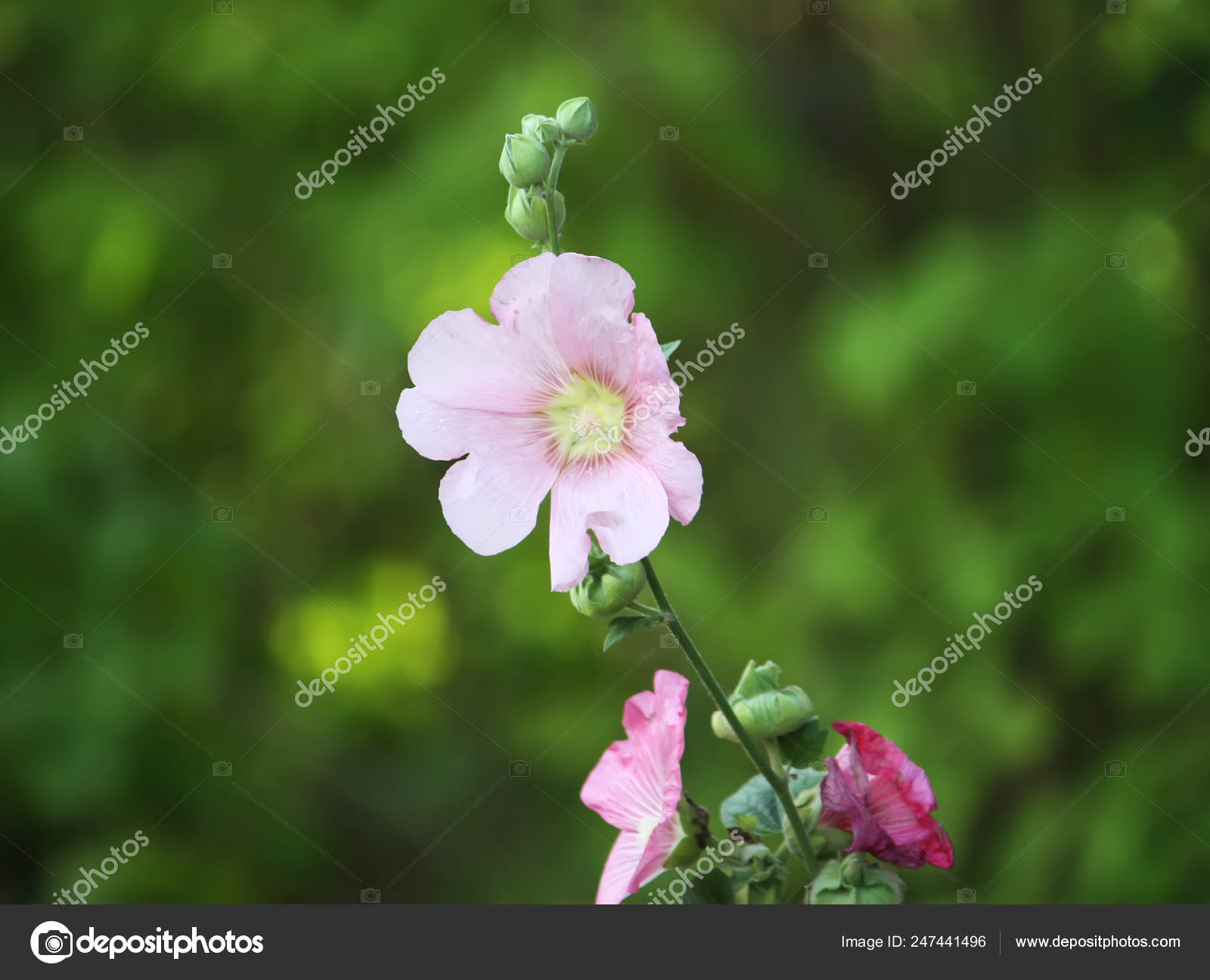 Pink mallow plants — Stock Photo © nightlyviolet #247441496