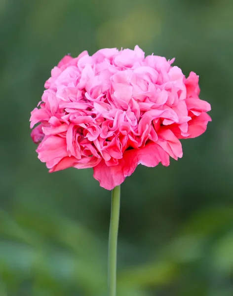 Pink carnation Stock Photos, Royalty Free Pink carnation Images ...