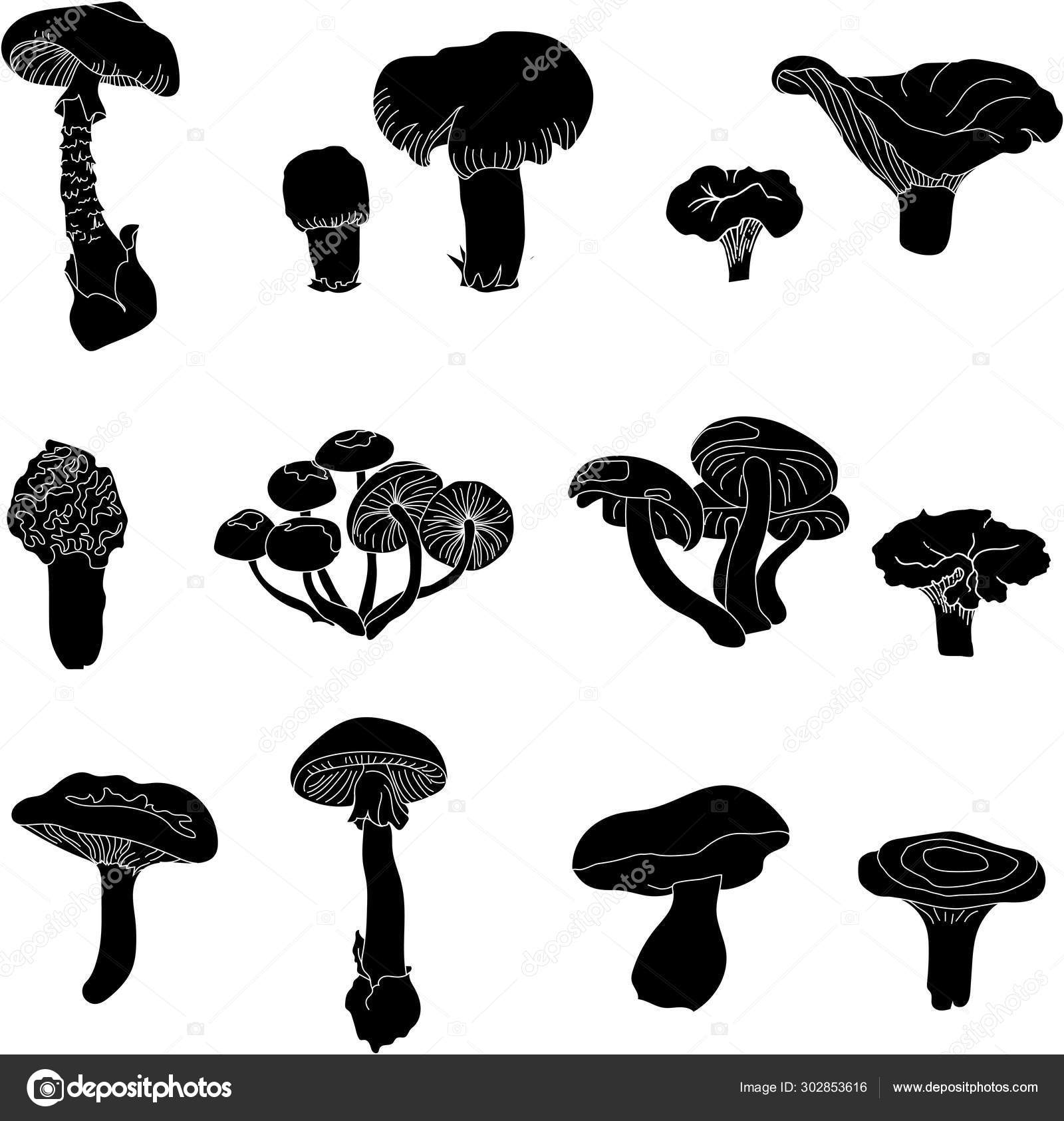 Siluet jamur dengan latar belakang putih. Ilustrasi vektor hitam dan ...