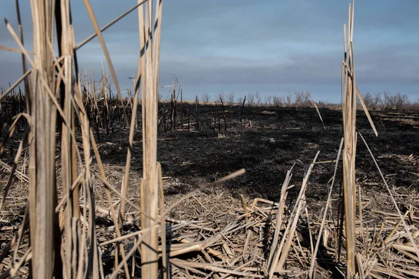 Burned ground Stock Photos, Royalty Free Burned ground Images ...