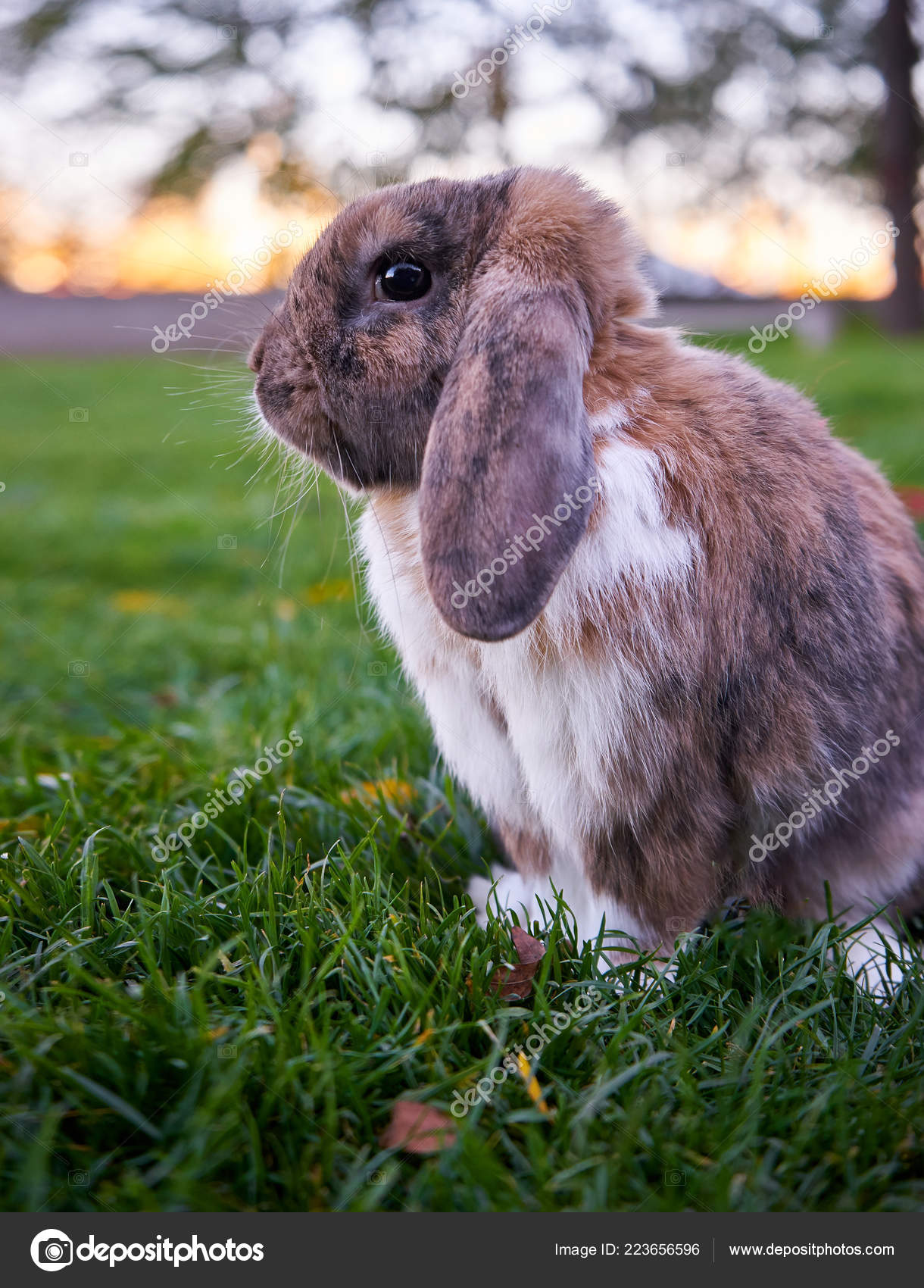 Cute Rabbit Sitting Green Lawn — Stock Photo © Himchenko #223656596