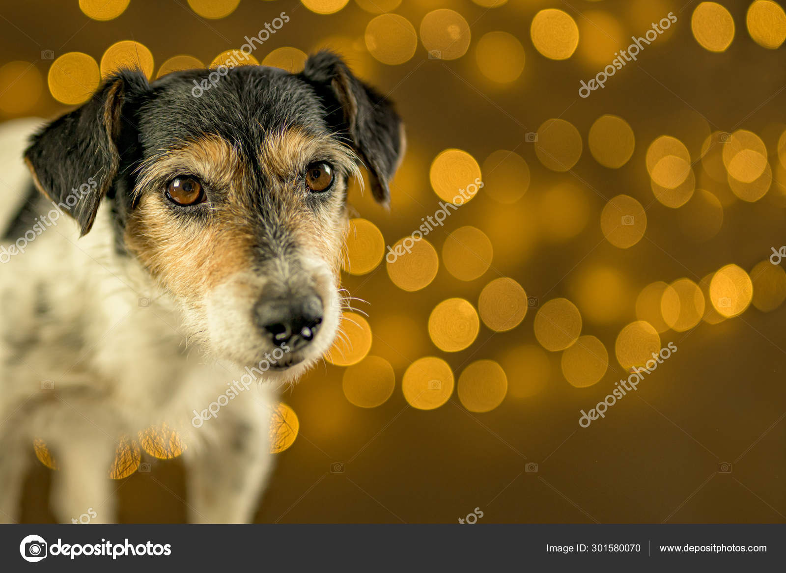 Cute Little sad Jack Russell Terrier dog sits in front of blurre Stock ...